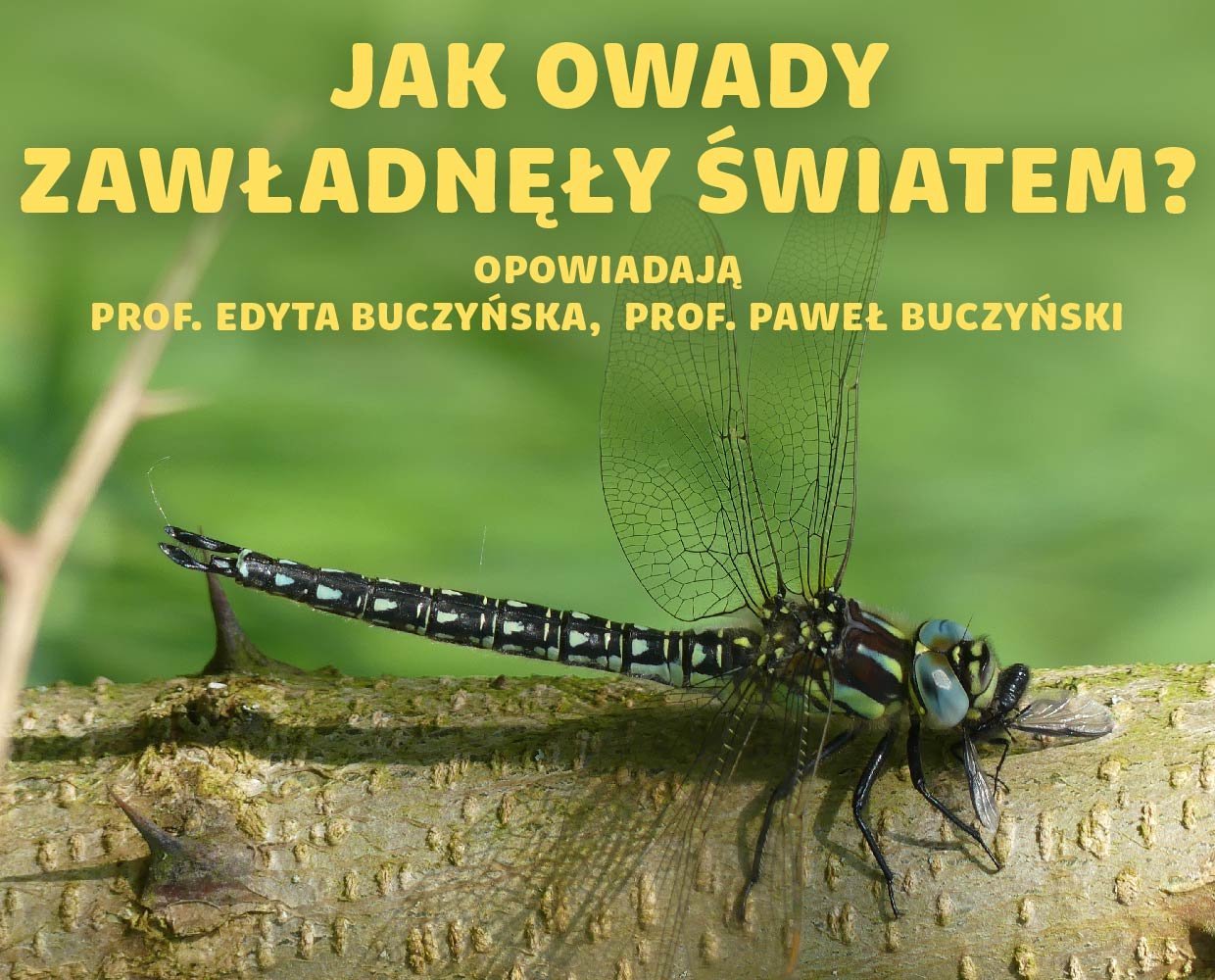 Owady – osobliwi przybysze z prawiecznych czasów | prof. Edyta ...