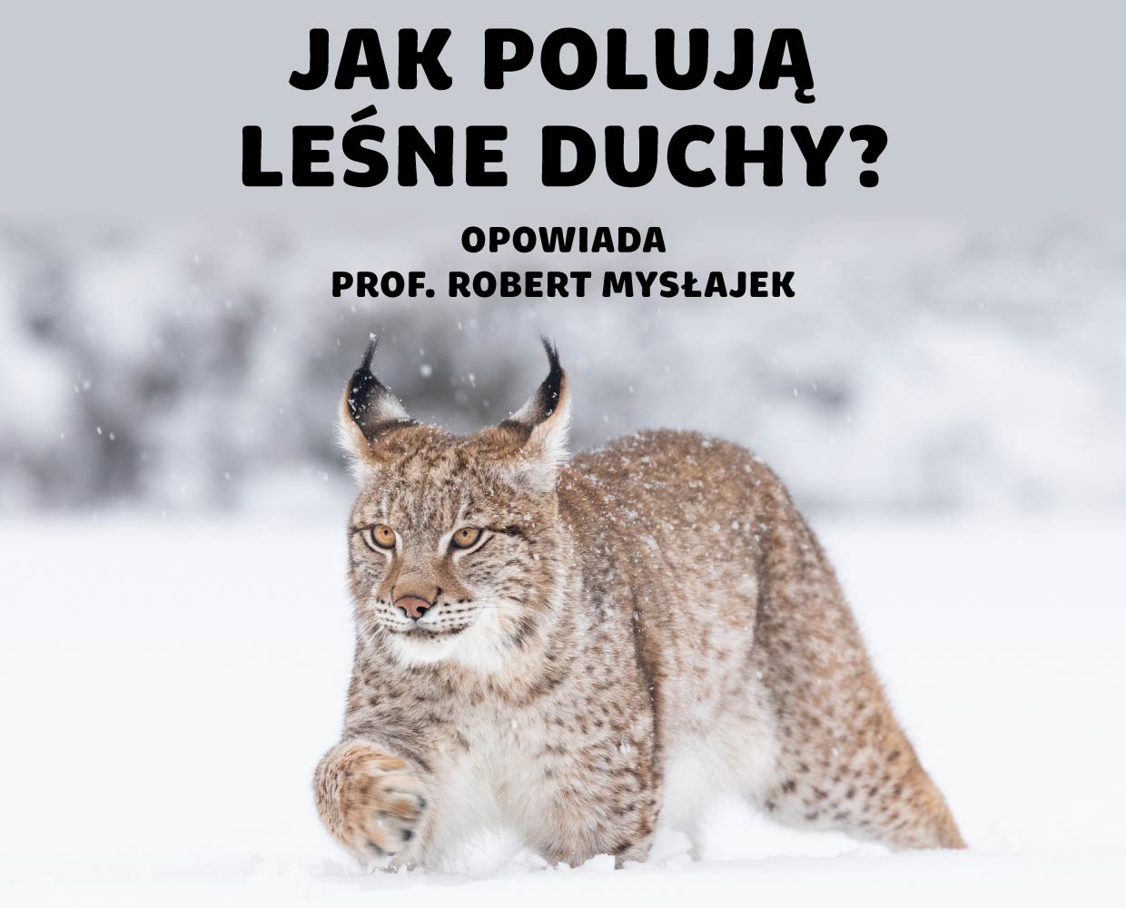 Rysie - dostojni, dyskretni i arcyskuteczni myśliwi | prof. Robert ...